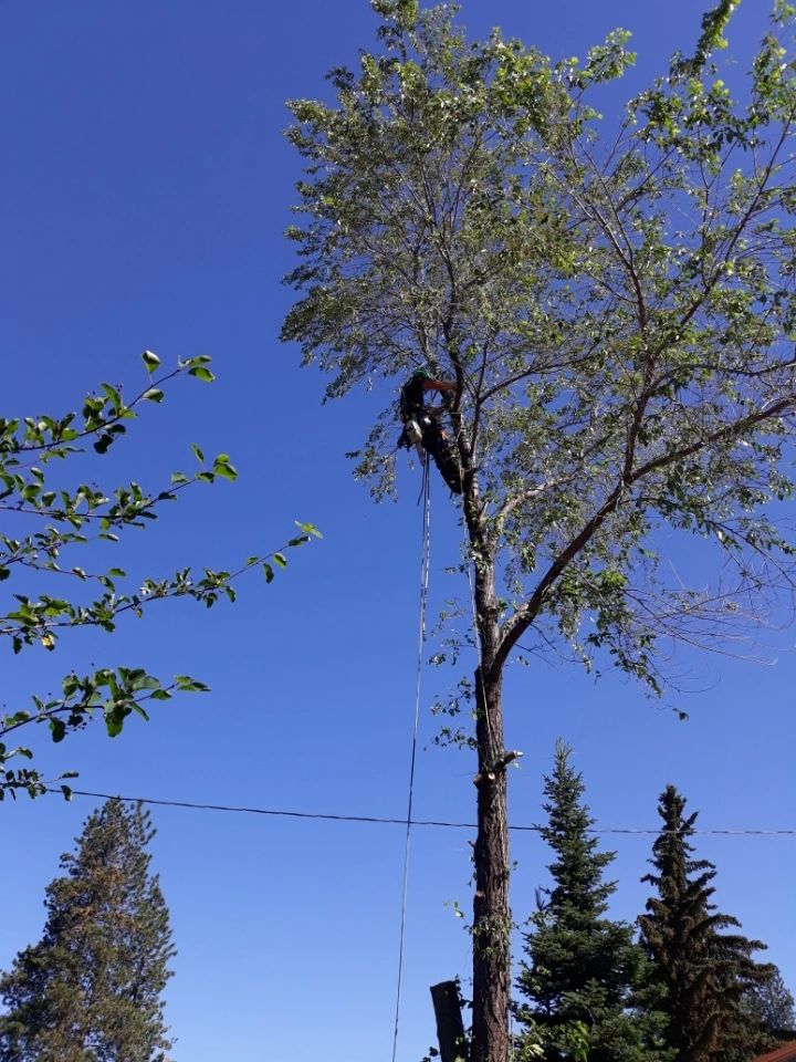 Oxen-llc - Tree Services - Ronan, Montana