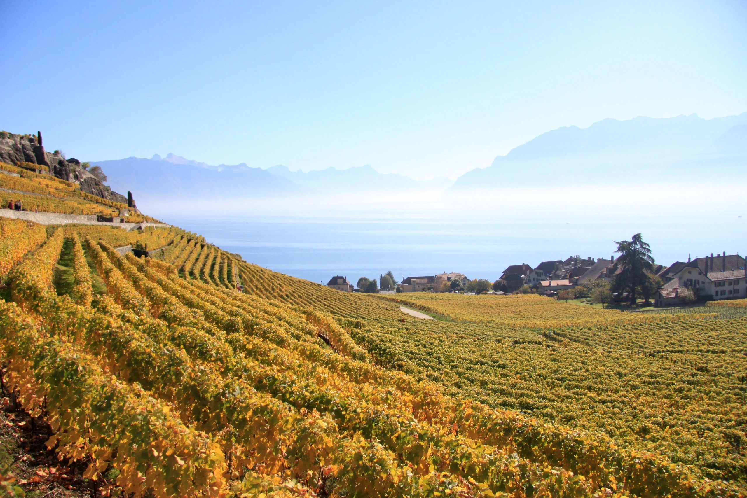 Lavaux, Vineyard Terraces