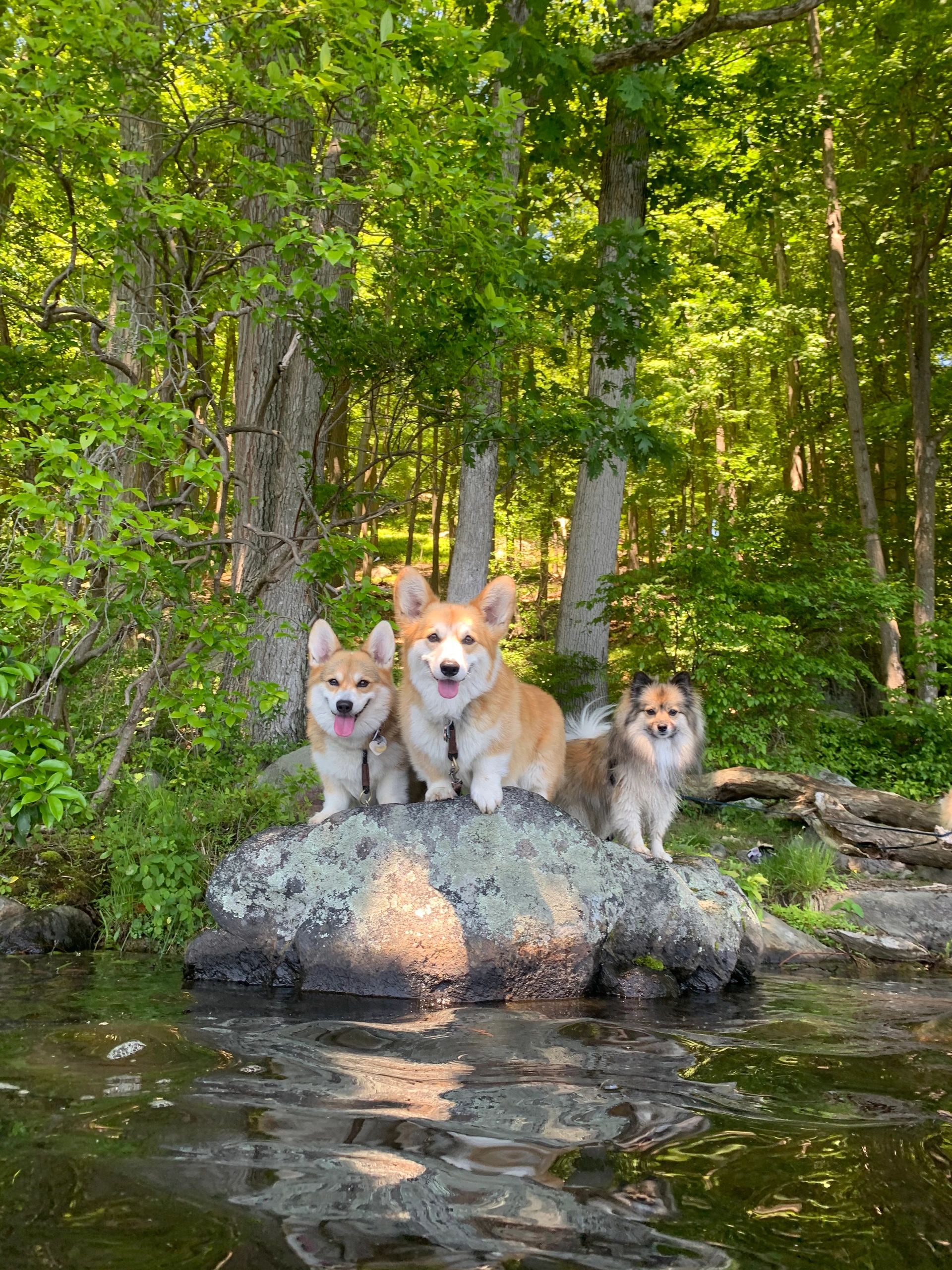 City Strut - Dog Trainer - GRND VW HUDSN, New York