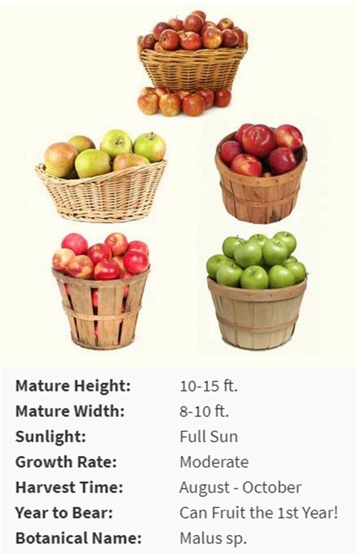 DELIVER & DIG/PLANT (4'-5') (5 in 1 apple types) tree on your property ...