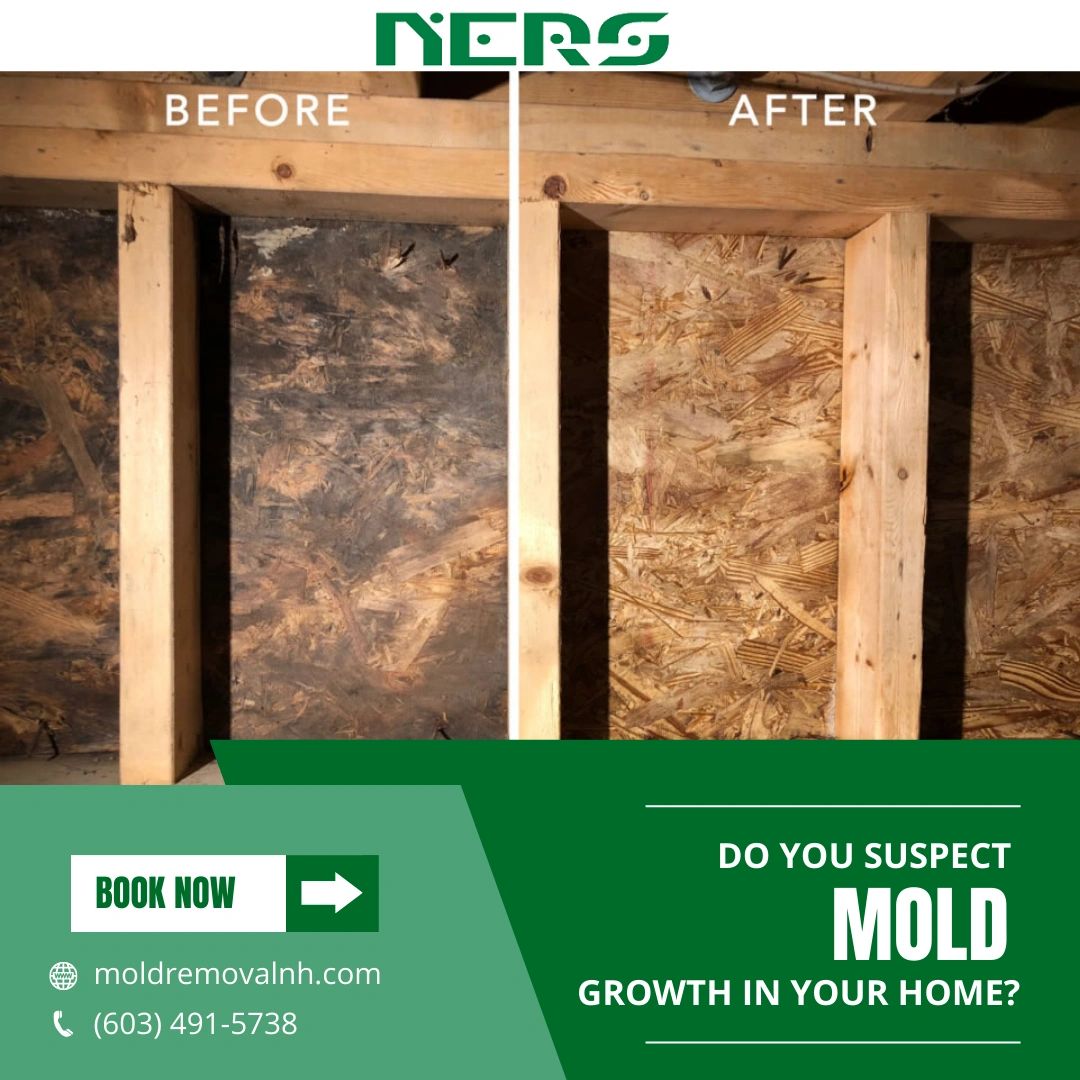 What to Expect During a Professional Mold Remediation Process