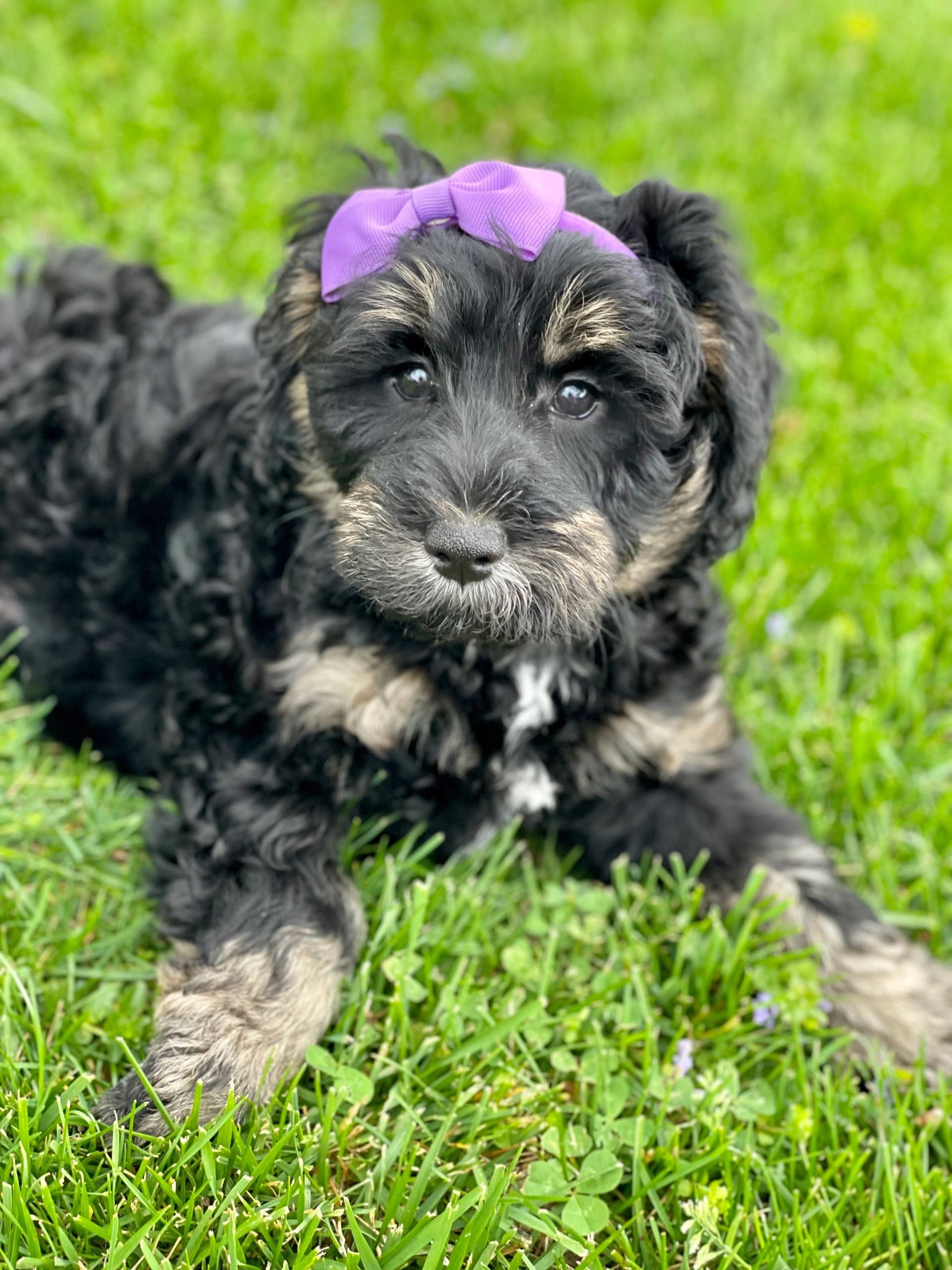 Mini Bernedoodle Puppies for Sale - To Love A Doodle