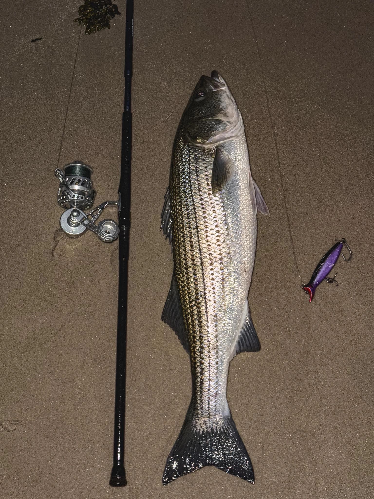After Dark, They Feed: Fall Night Lure Secrets for Striped Bass