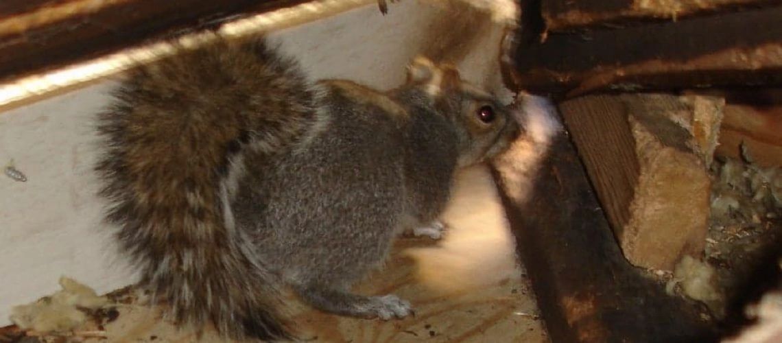 Top 4 Most Common Rodents That Invade Your Home