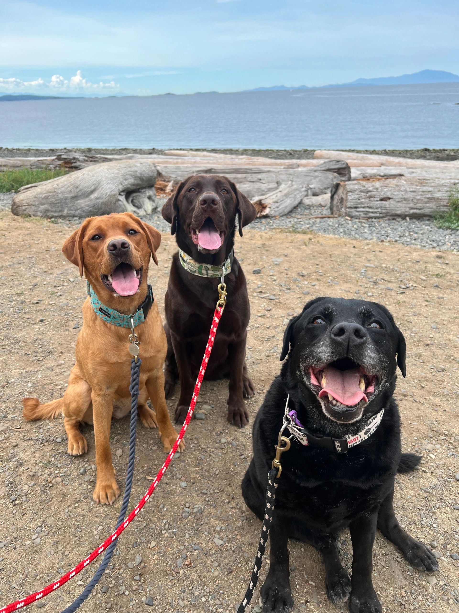 All Fur Love Treat Co.