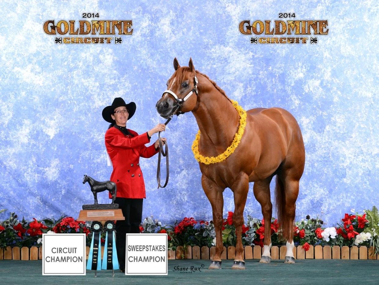 Stallions | Rockin J Bar S Ranch