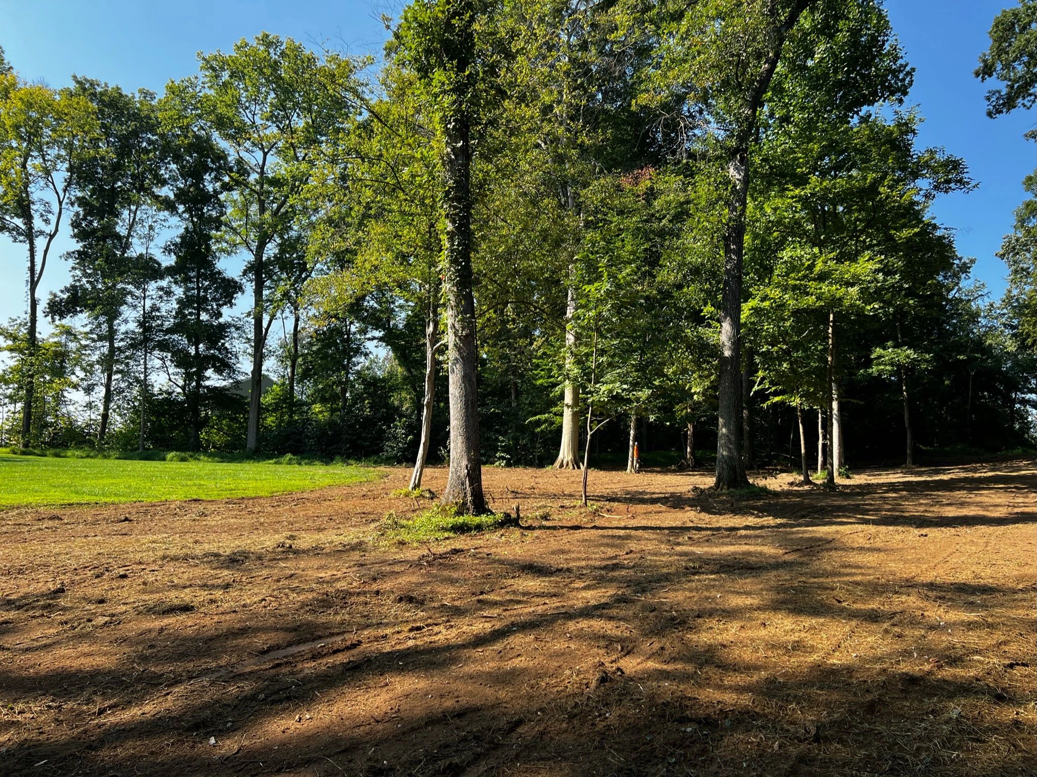 Ways to keep your trees healthy from a land-clearing professional