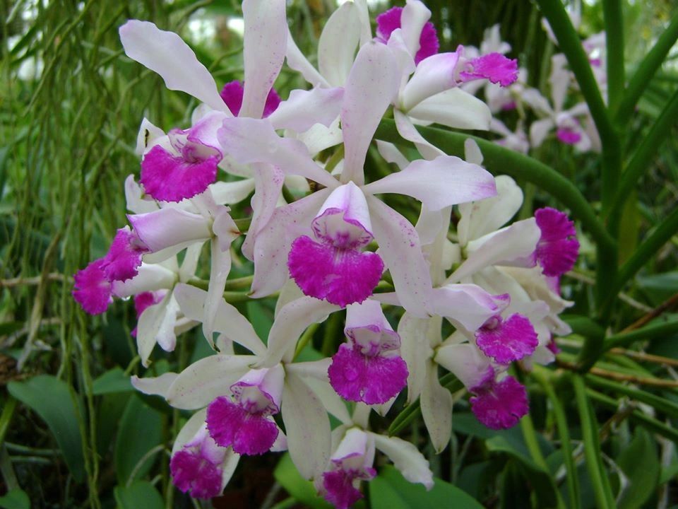 Paradise Orchids - Orchids, Orchid Grower