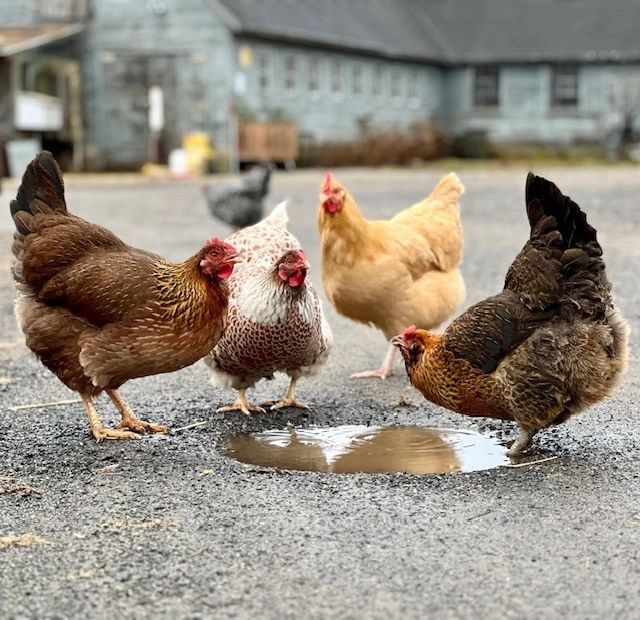 Produce, Farm Products - Farm Truck - Farmington, Connecticut