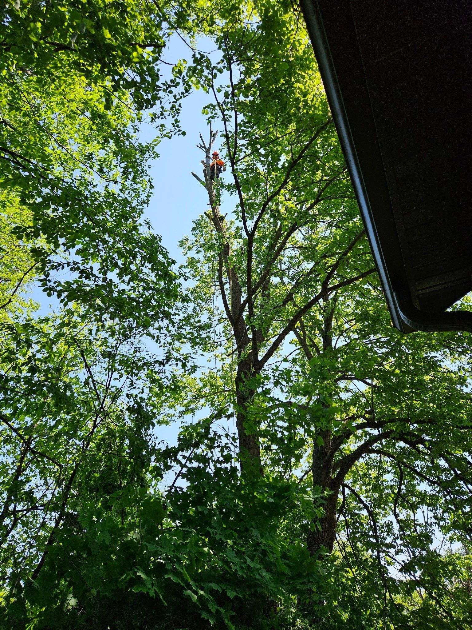 Tree Masters LLC, Lakeville, MN