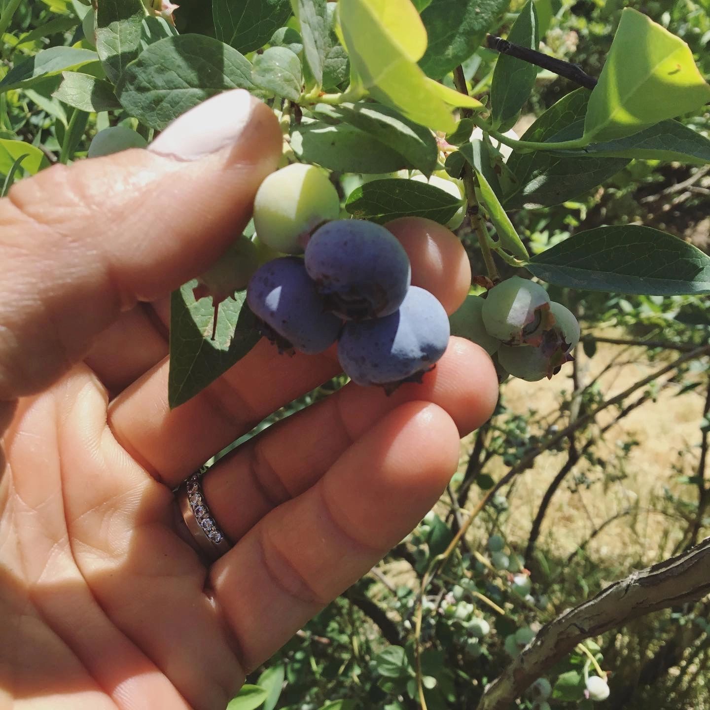 Big L Ranch - Blueberry Farm, Event Venue