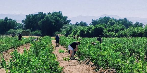 Big L Ranch - Blueberry Farm, Event Venue