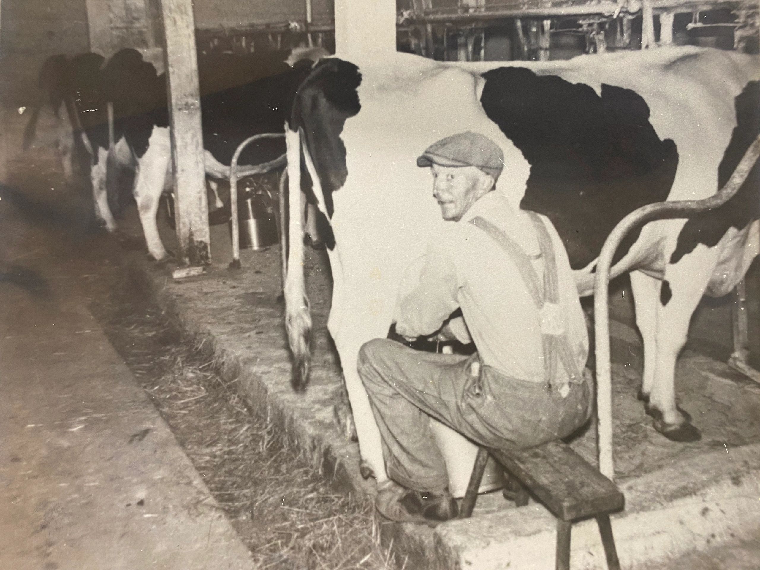 Mike Flanders Pt 3 COWS, HENS, OTHER ANIMALS