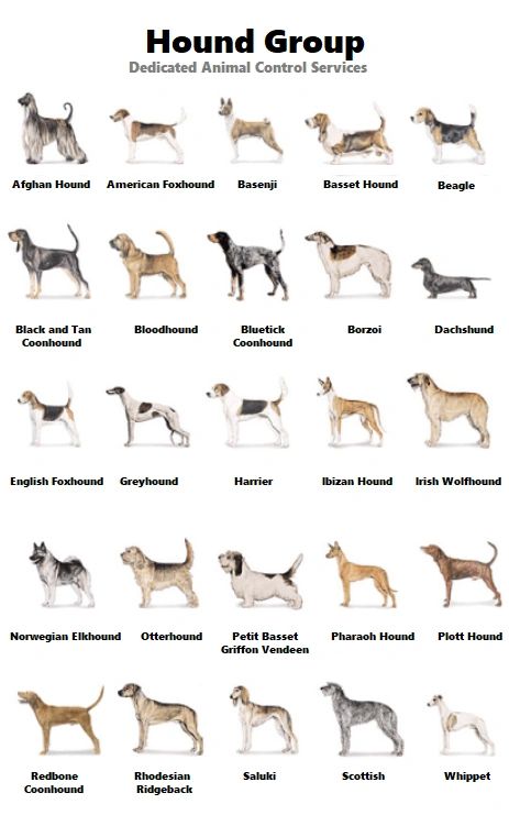 What Dog Breeds Are In The Hound Group