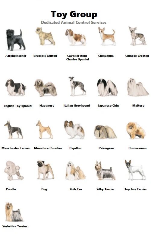 What Dog Breeds Are In The Toy Group