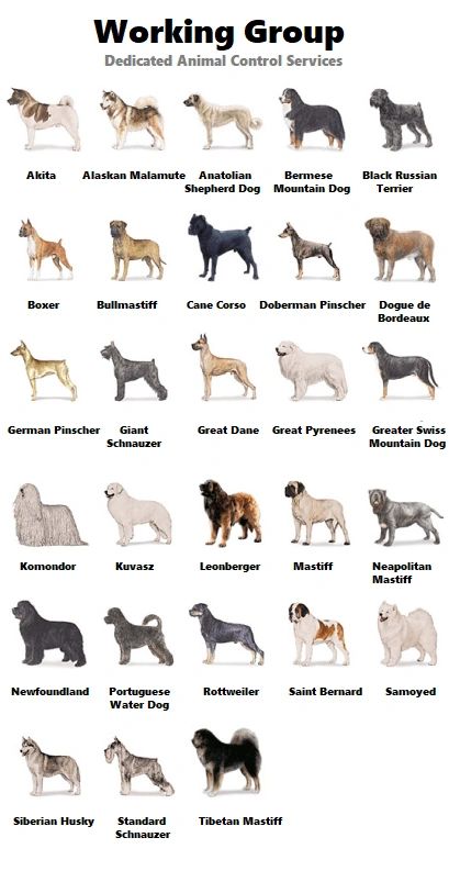What Is A Working Group Dog