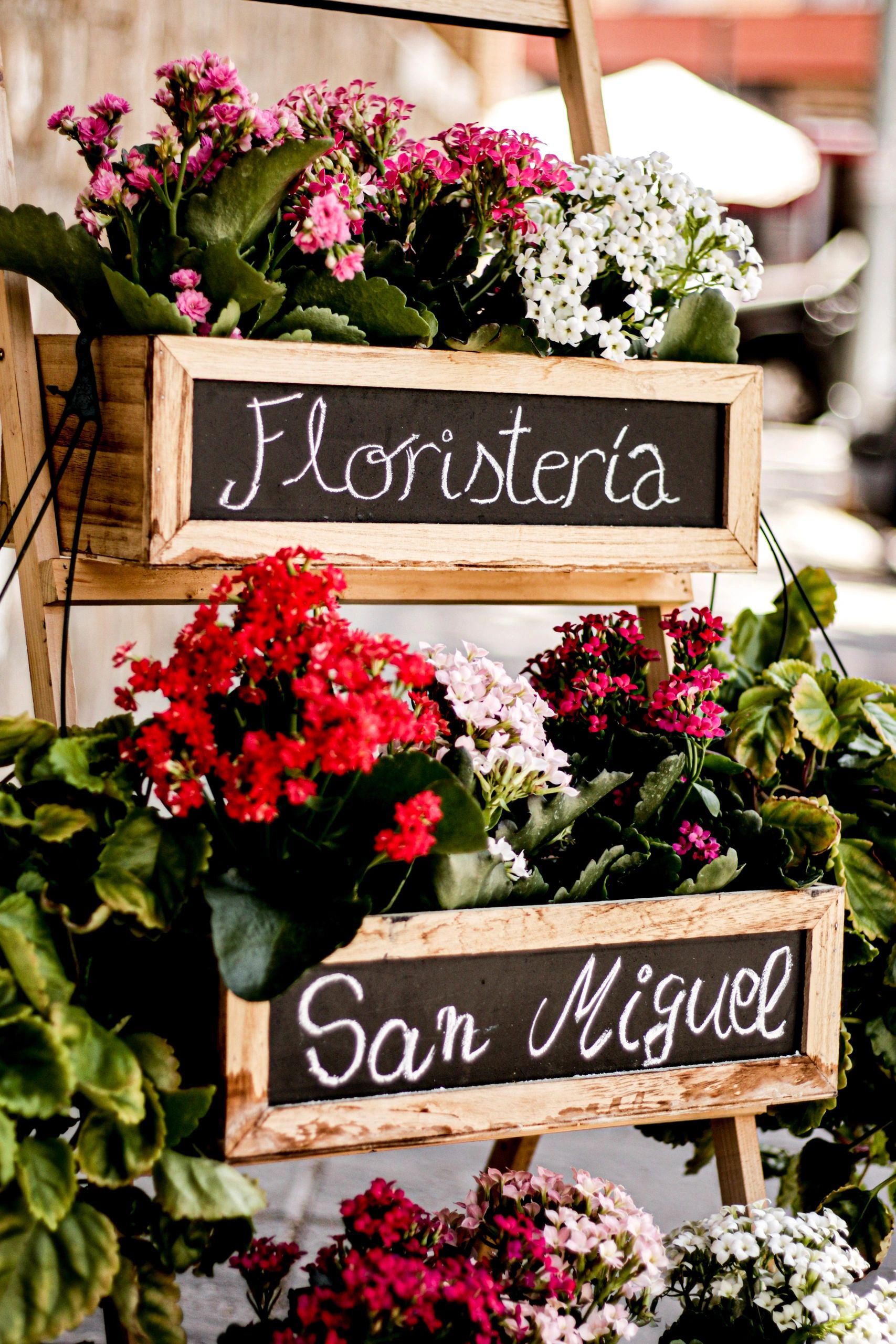 Flowers - Floristeria San Miguel