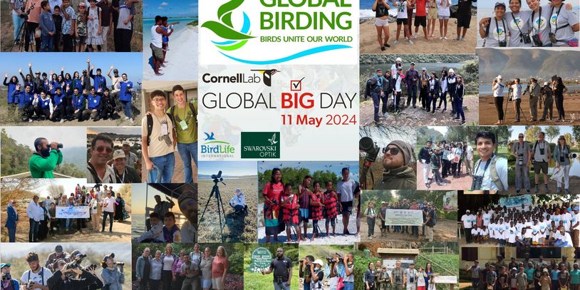 Global Big Day: What Should You Know & How To Participate