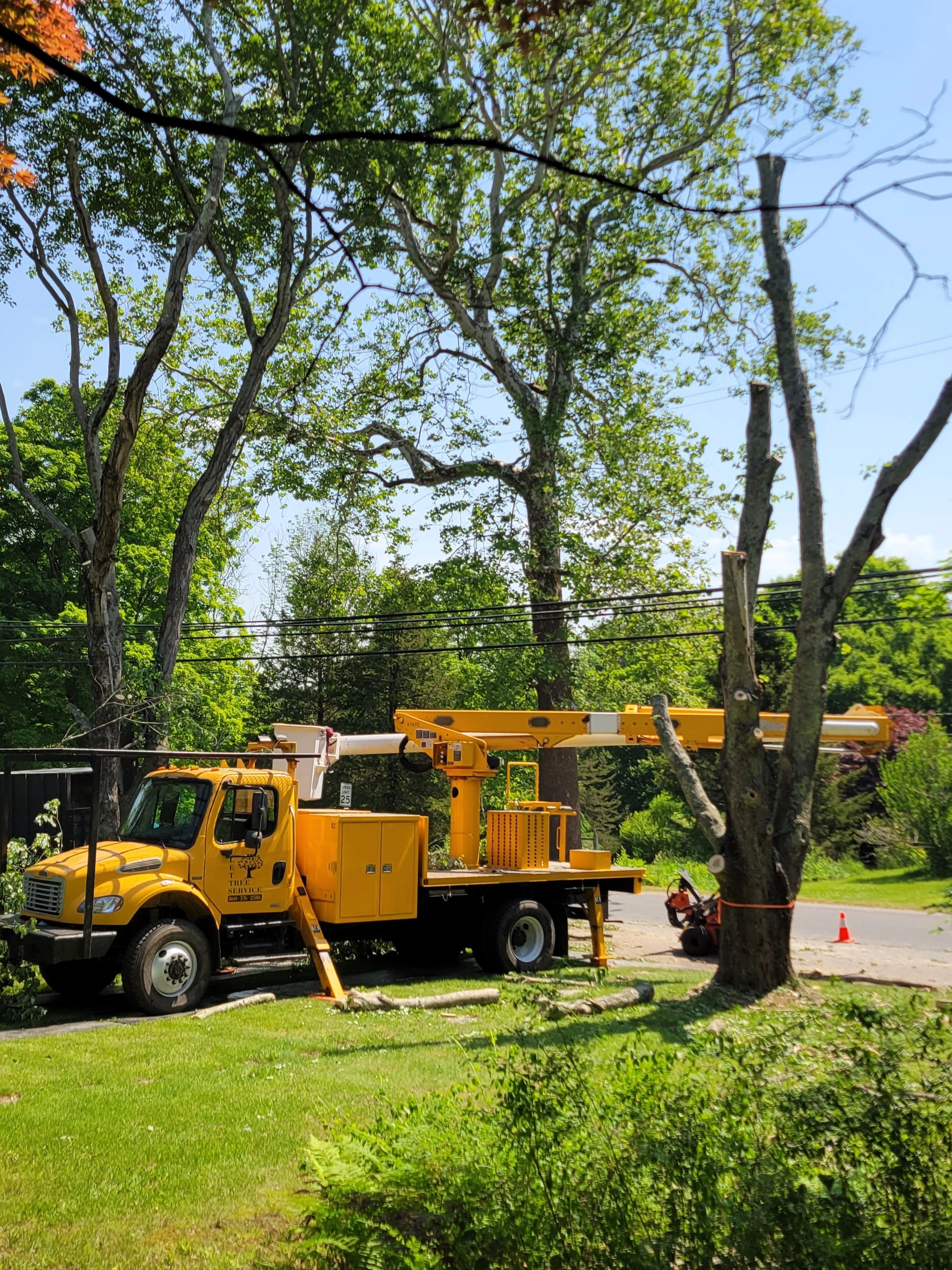 LETTS Tree Service - Tree Removal, Tree Service