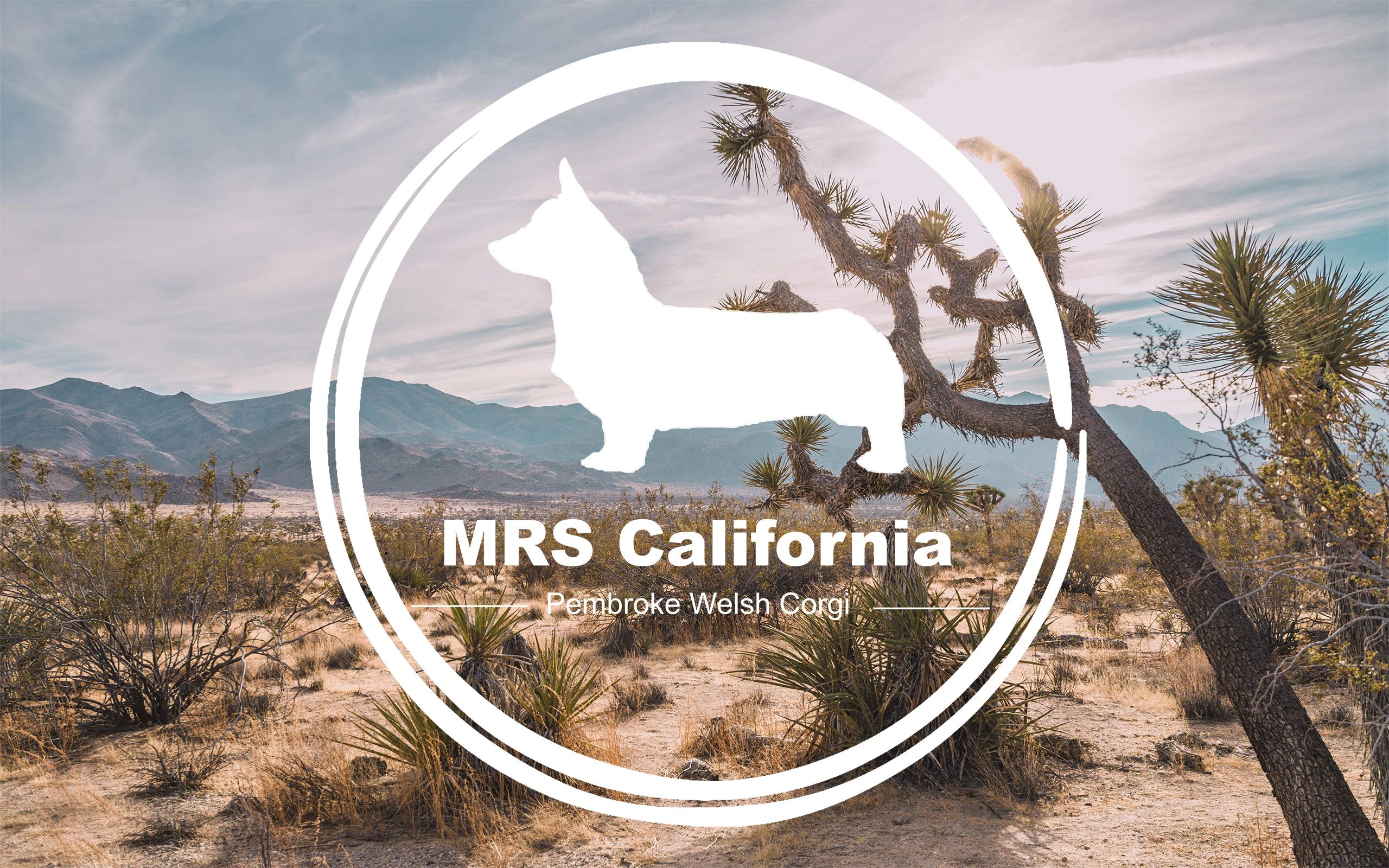 Adorable Corgi Puppies for Sale | MRS California Corgi