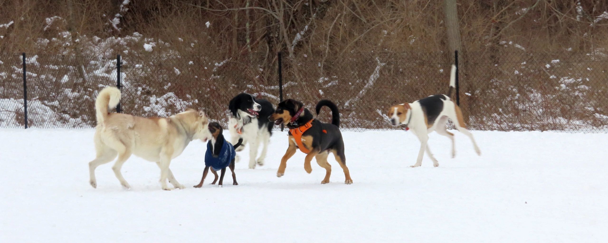OUR PHOTOS | Portsmouth RI Dog Park