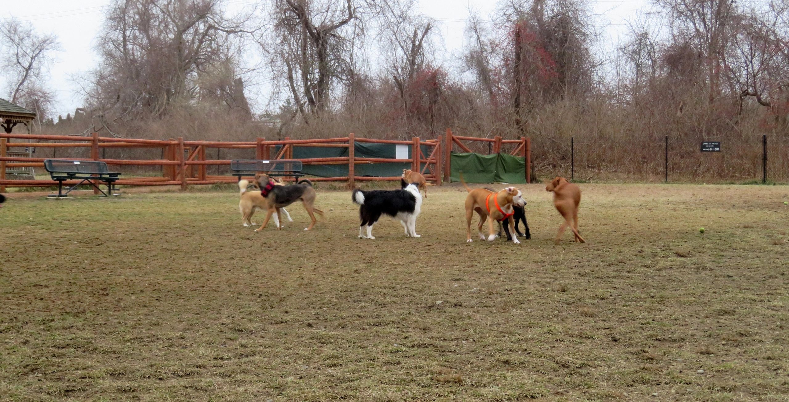 Dog Park - Portsmouth RI Dog Park | Portsmouth RI Dog Park