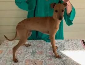 Cream Italian Greyhound