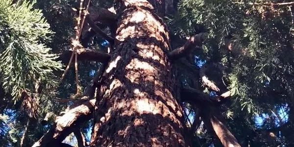 Beeches Tree Care Ltd