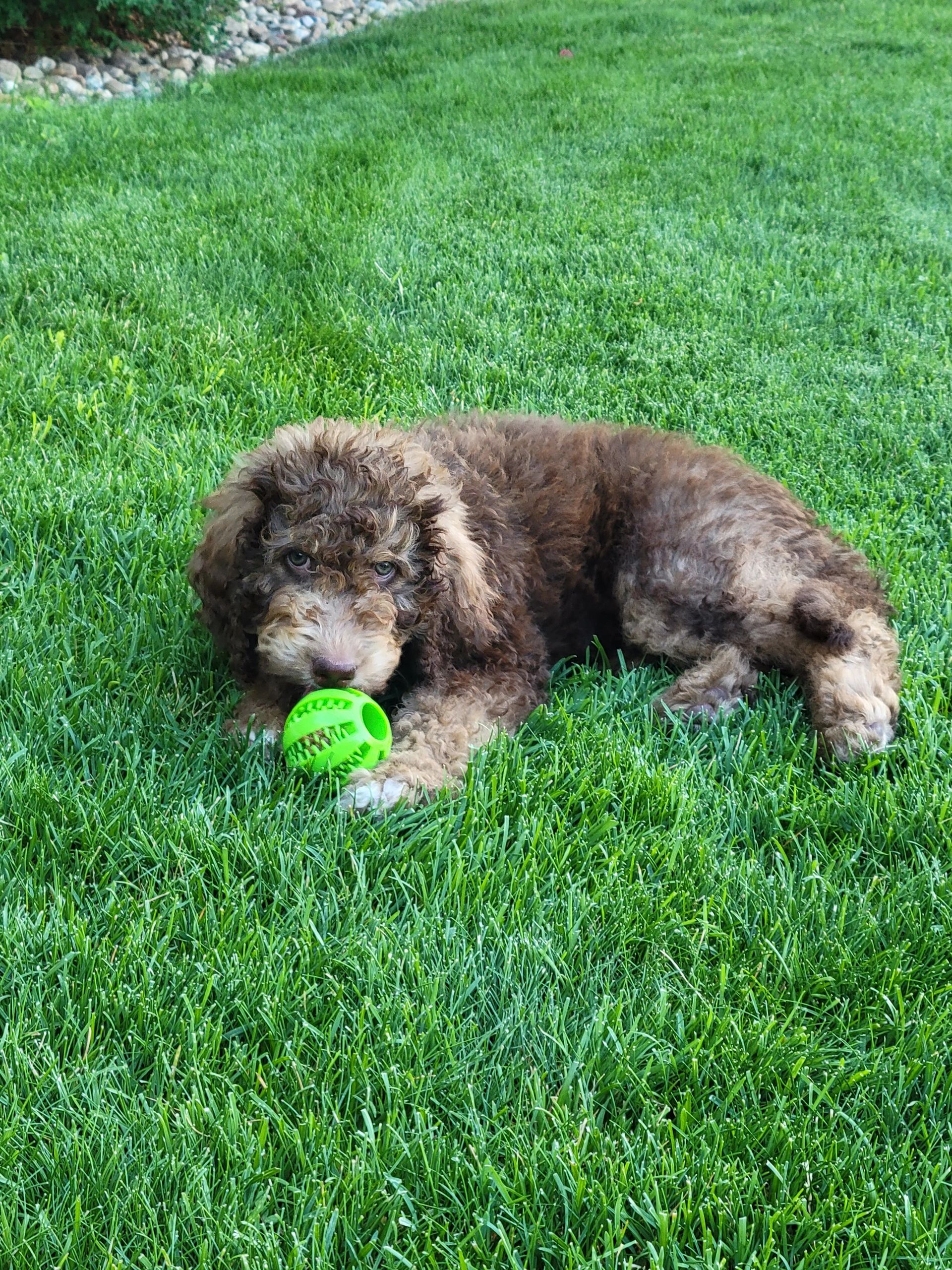 Adorable Doodle Puppies for Sale - Simply Amazing Doodles