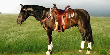 Horses for Production in Los Angeles, CA | Studio Steeds