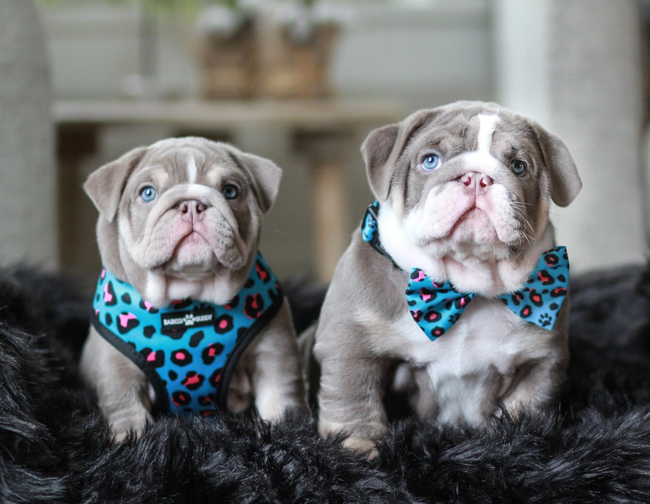 Puppy Application