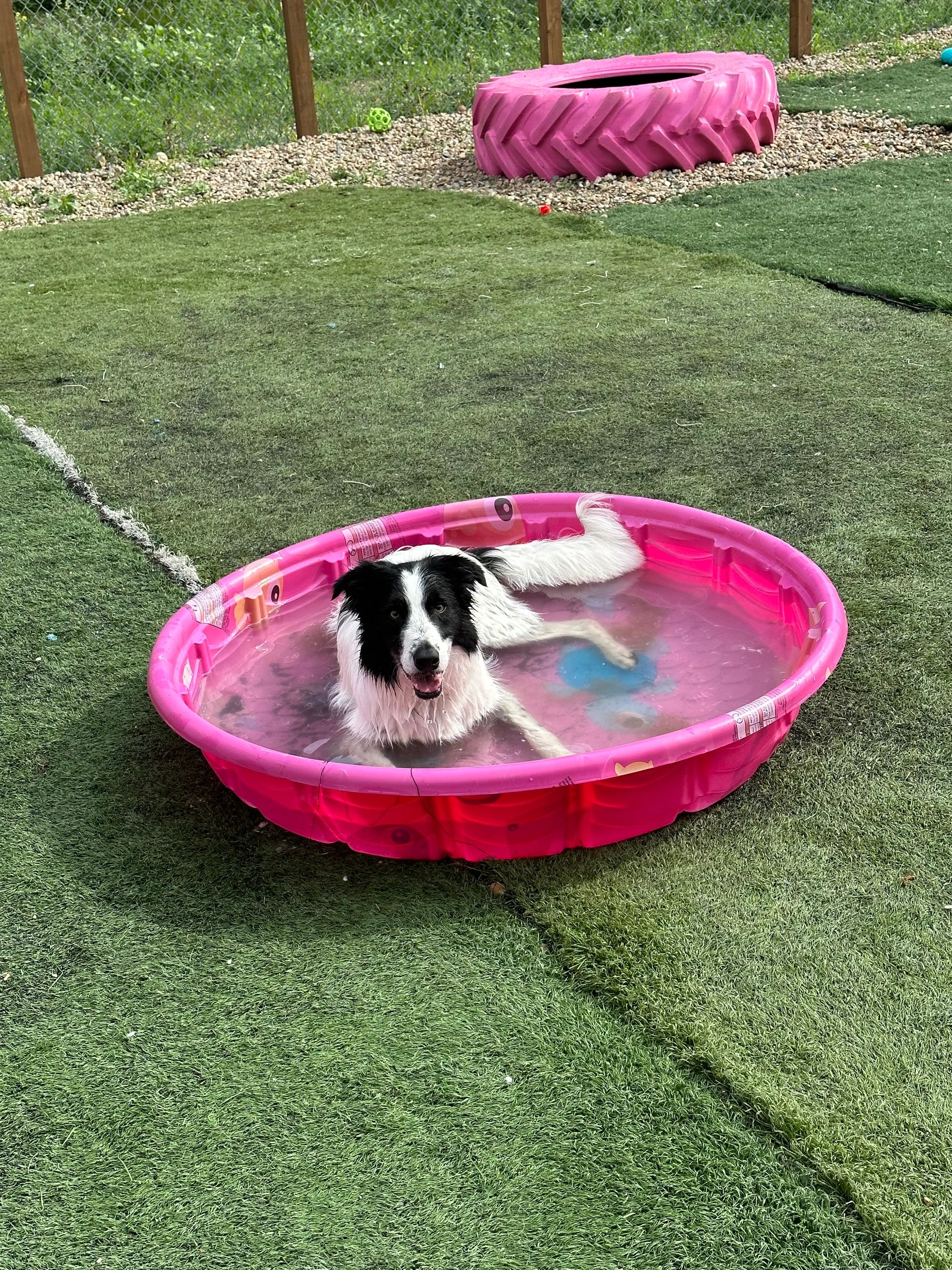 Woofs 'n Wags Doggy Daycare & Hotel in Watertown, South Dakota