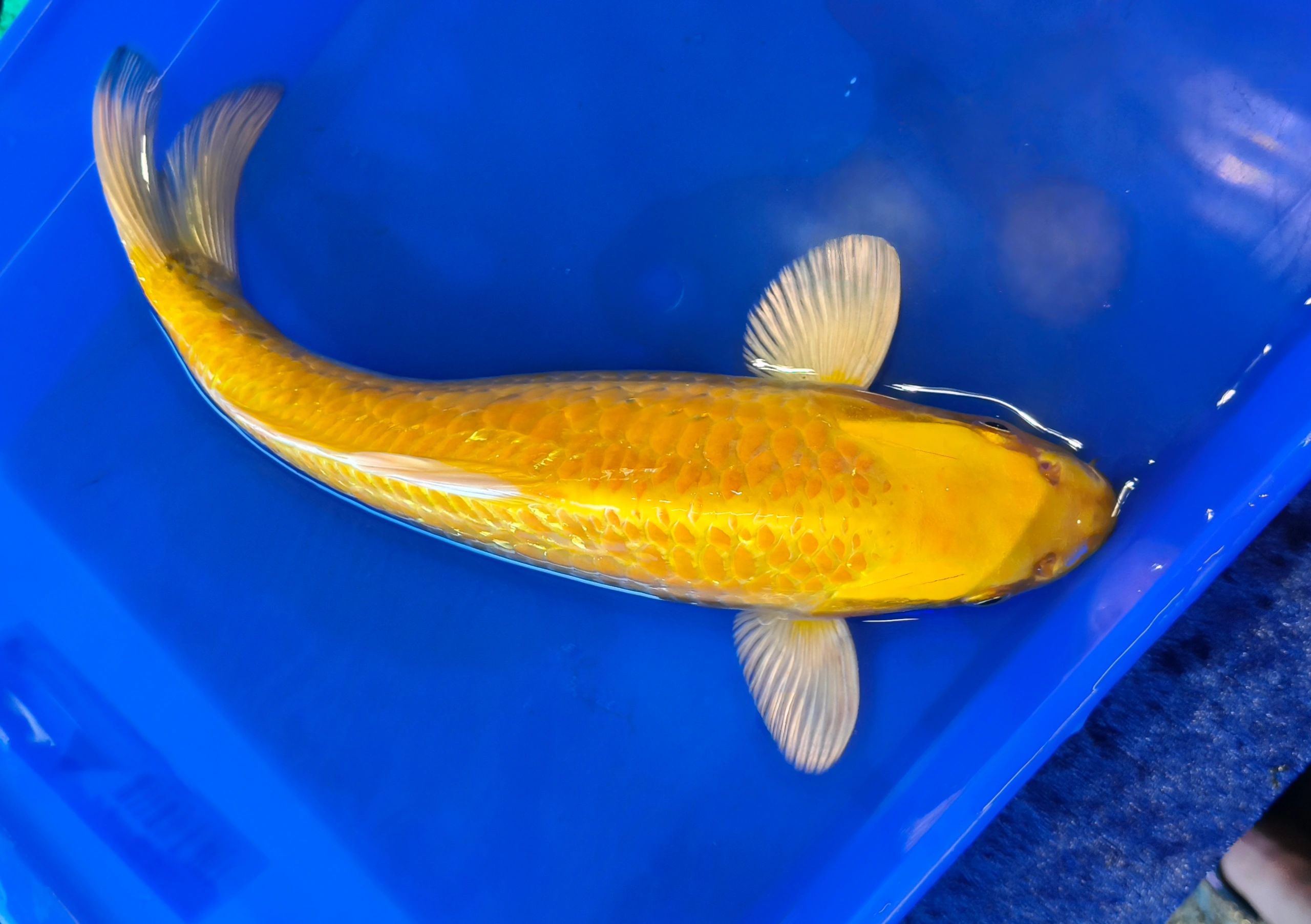 THE MID NORTH COAST FAMILY RUN FISH HATCHERY