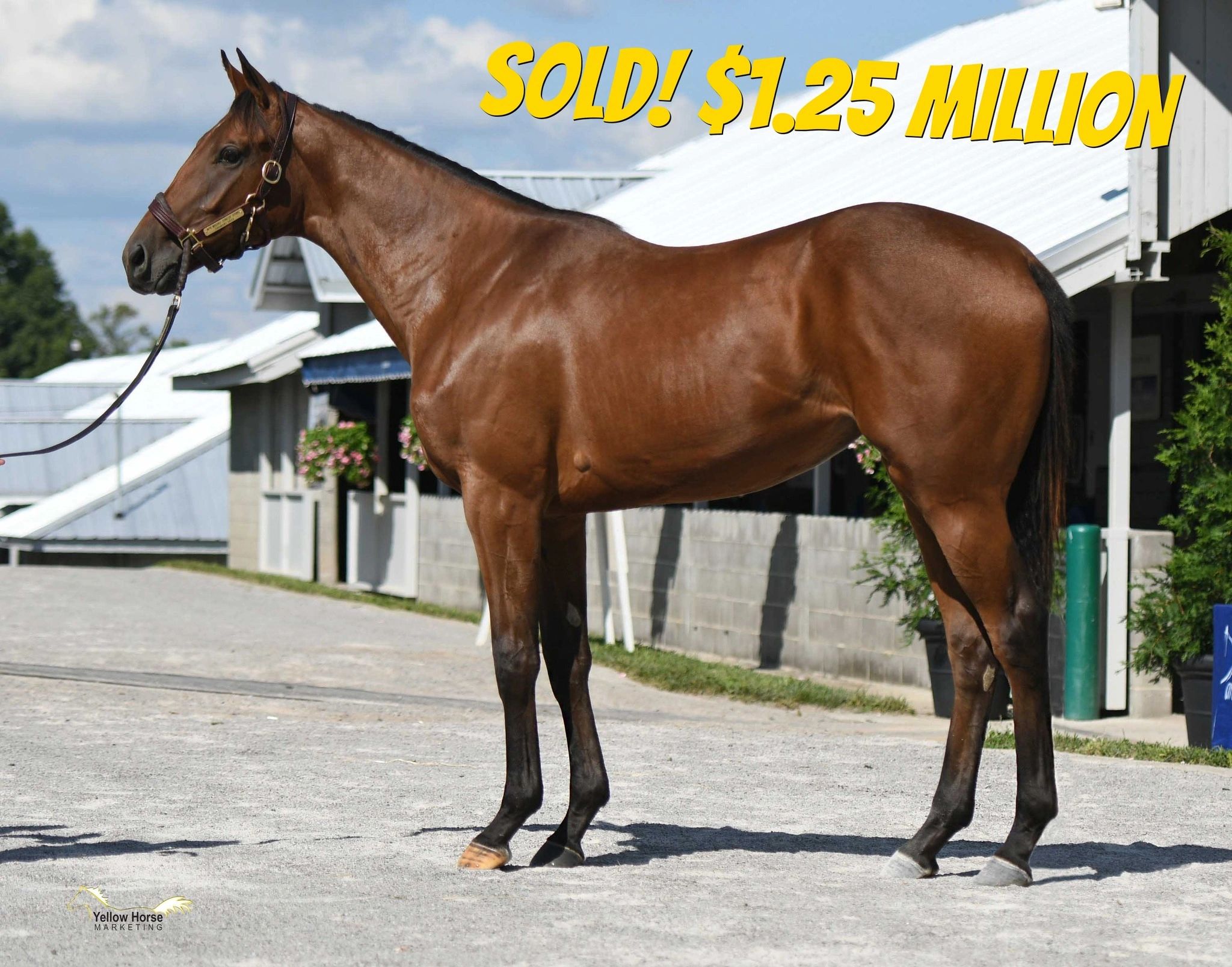 Yellow Horse Marketing