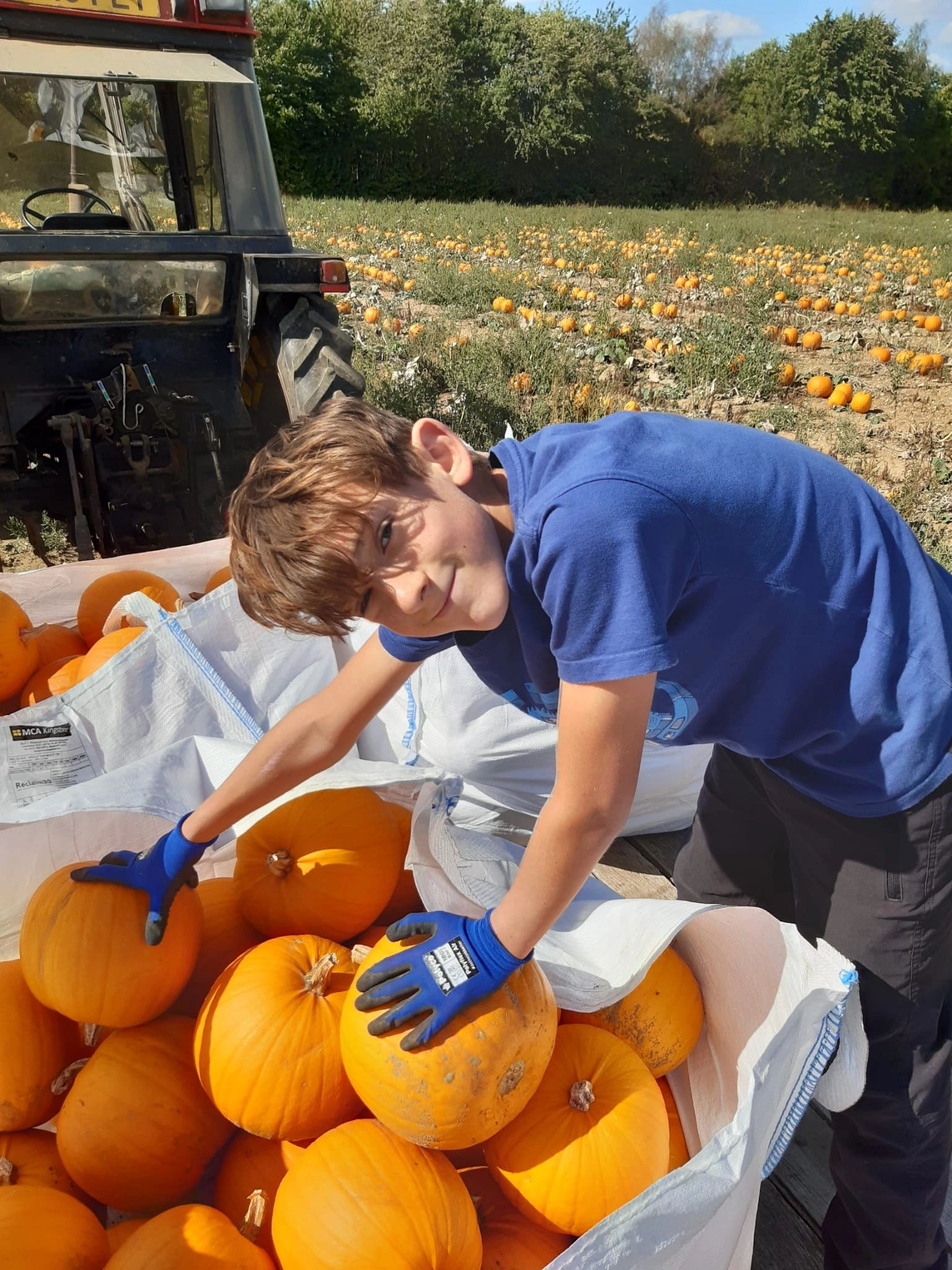 Wholesale Pumpkins Growers