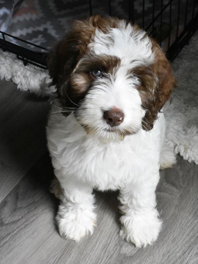 Frosty Hill Australian Labradoodles - Labradoodle, Breed, Puppies
