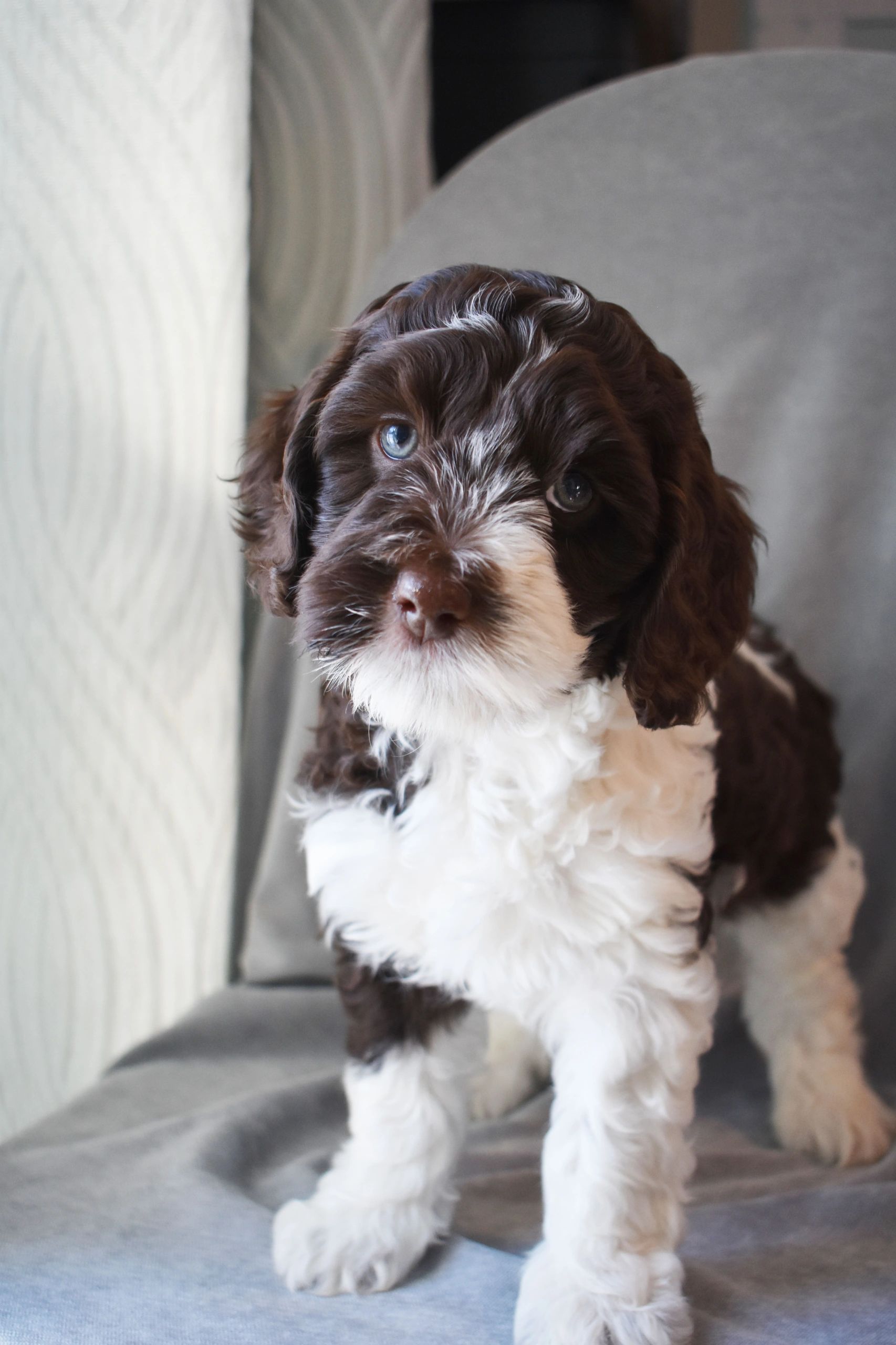 Australian Labradoodle Puppies