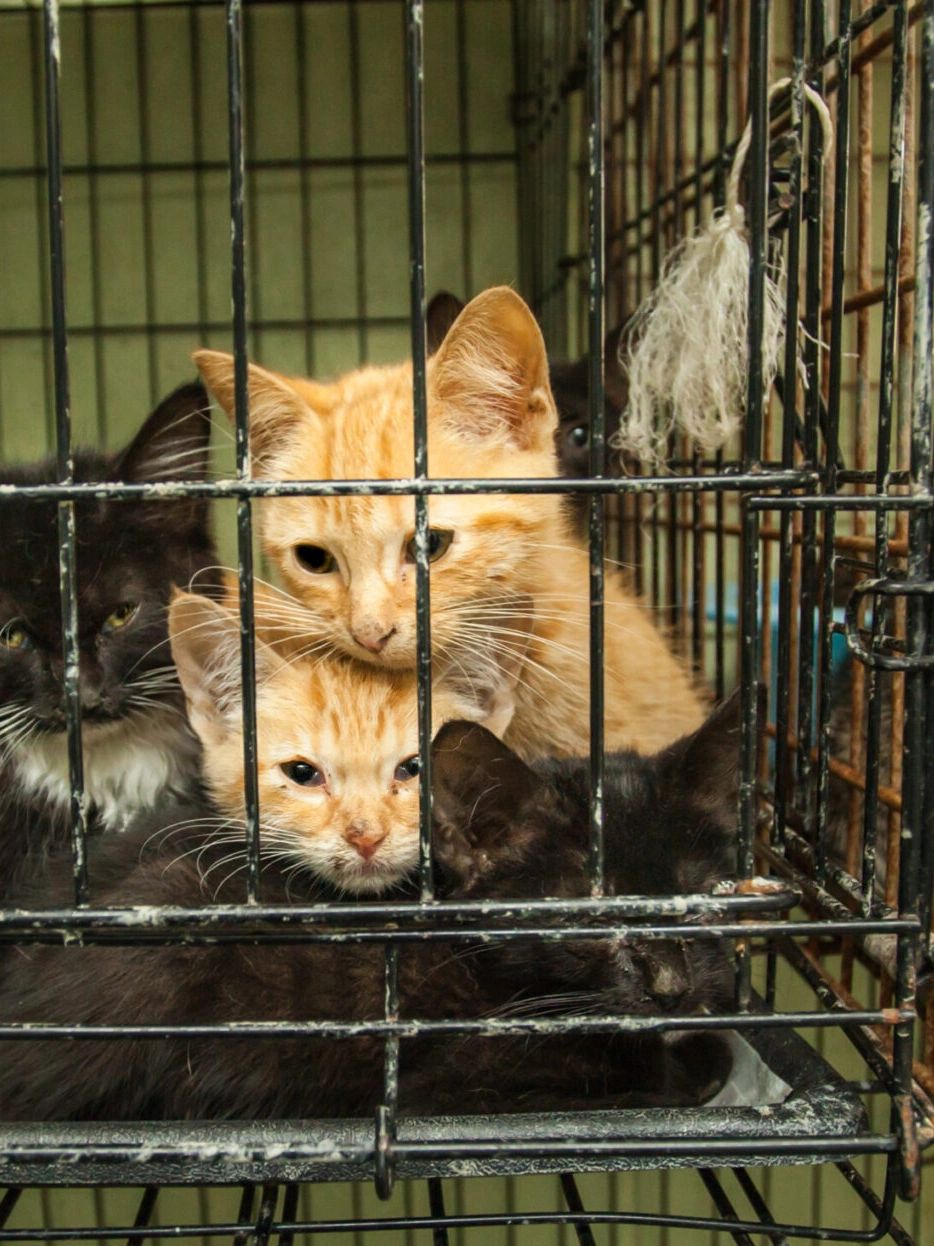 Help Reduce Pet Overpopulation and Homelessness