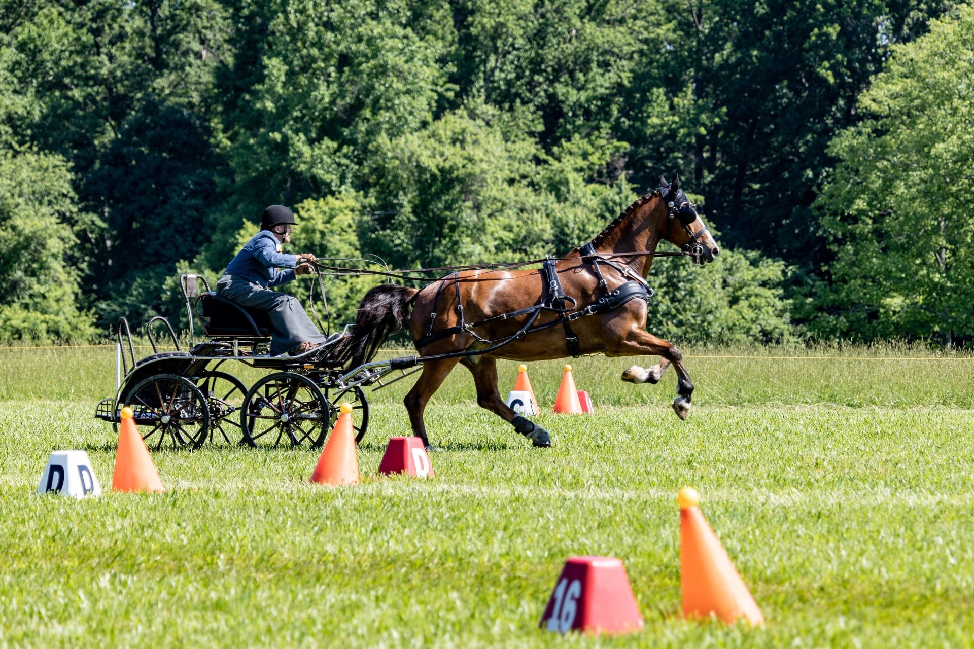 Elk Creek Combined Driving Event - Combined Driving, Carriage Driving