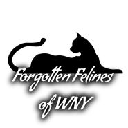Forgotten Felines of WNY