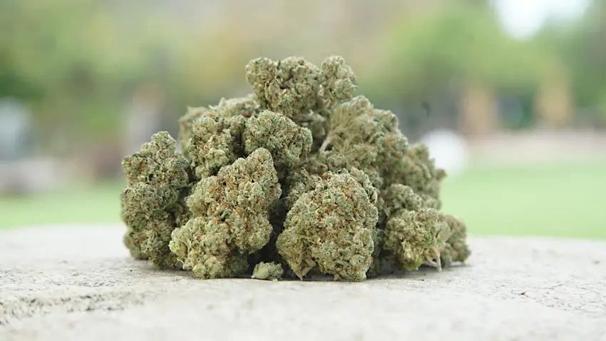 Discover the Benefits of THCA Flower for Holistic Health
