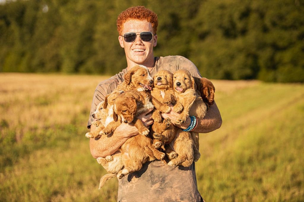 Honey Mountain Kennels - Adopt Goldendoodle, Puppy Adoption Honey Mountain Kennels - Adopt Goldendoodle, Puppy Adoption