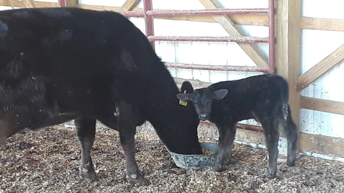 Cattle and Beef | Routt's Hidden Acres Farm