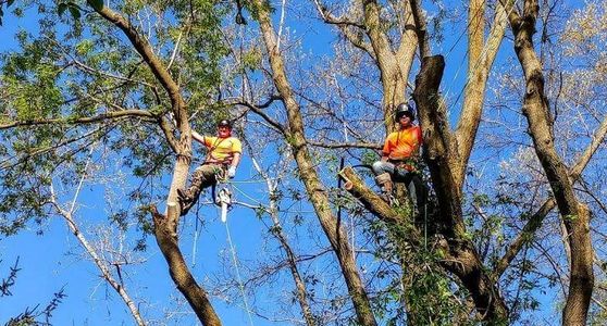 THE TREE GUY - Tree Service, Tree Removal, Tree Trimming