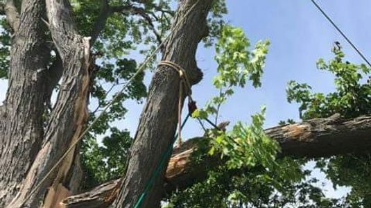 THE TREE GUY - Tree Service, Tree Removal, Tree Trimming