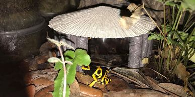 The Houston Frog Society