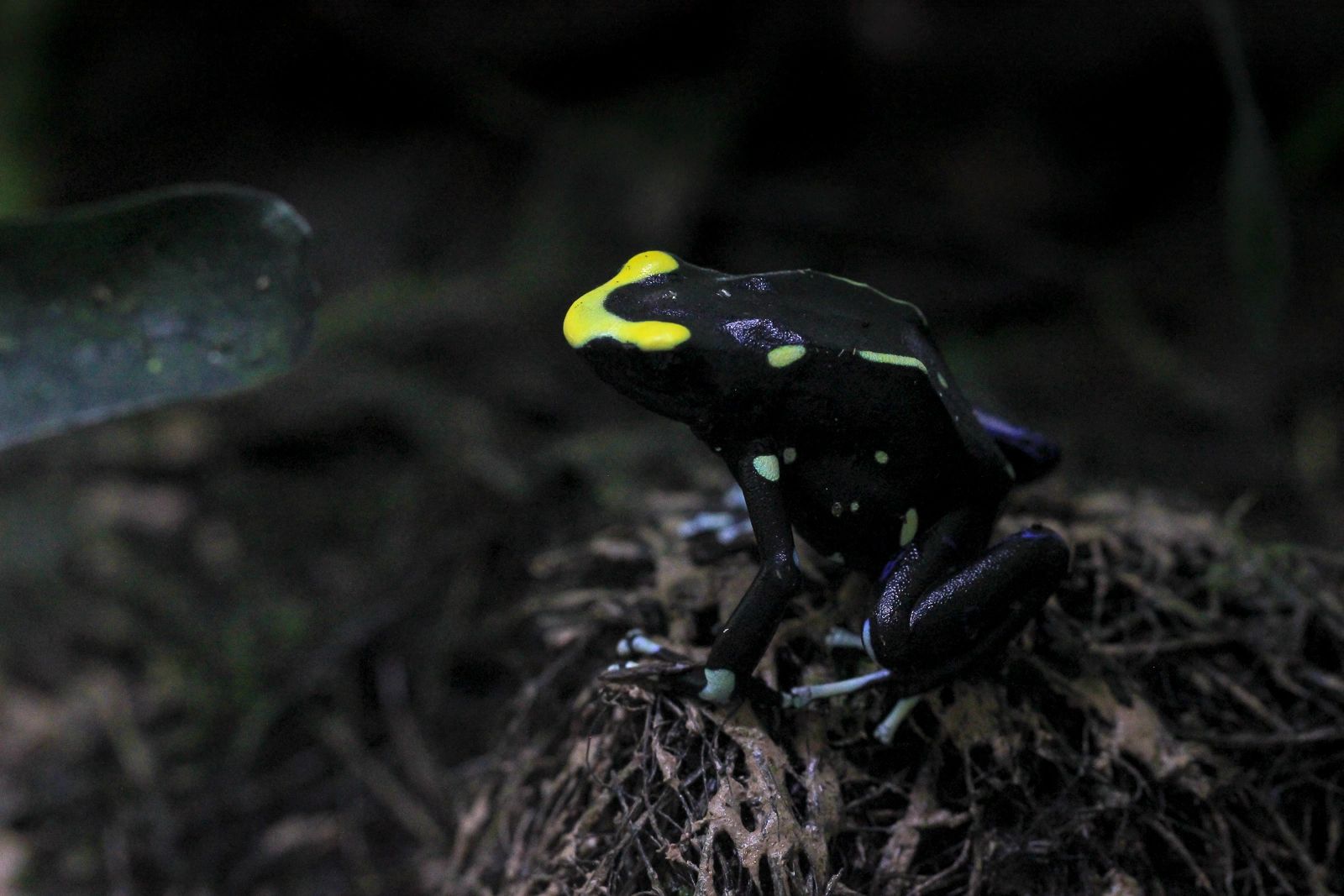 Houston Frogs - Poison Dart Frog, Dart Frogs, Bioactive