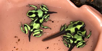 The Houston Frog Society