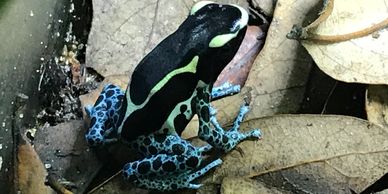 The Houston Frog Society