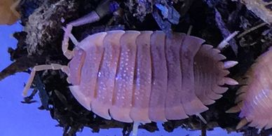 The Houston Frog Society